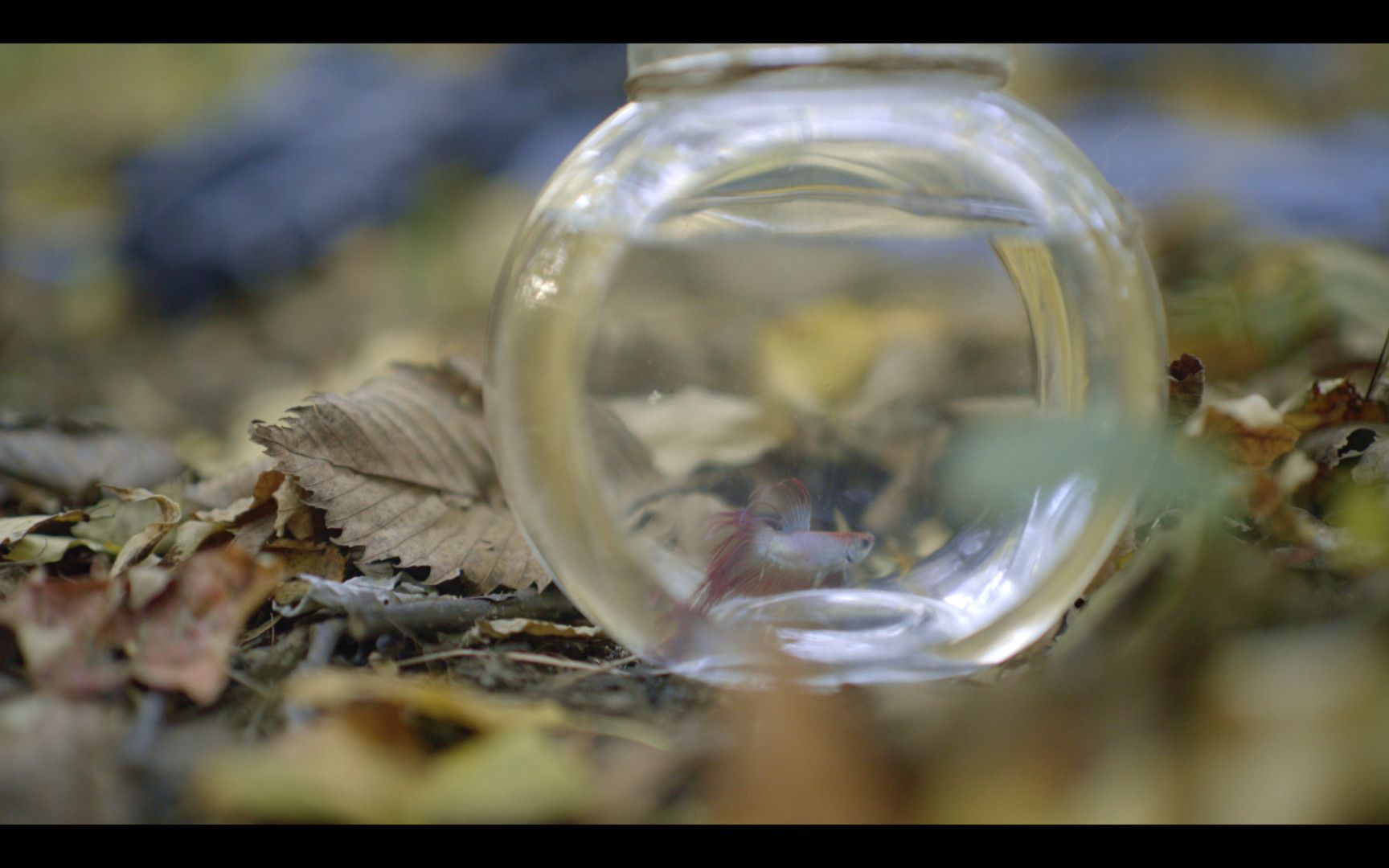 Queues de poisson - Les Percéides